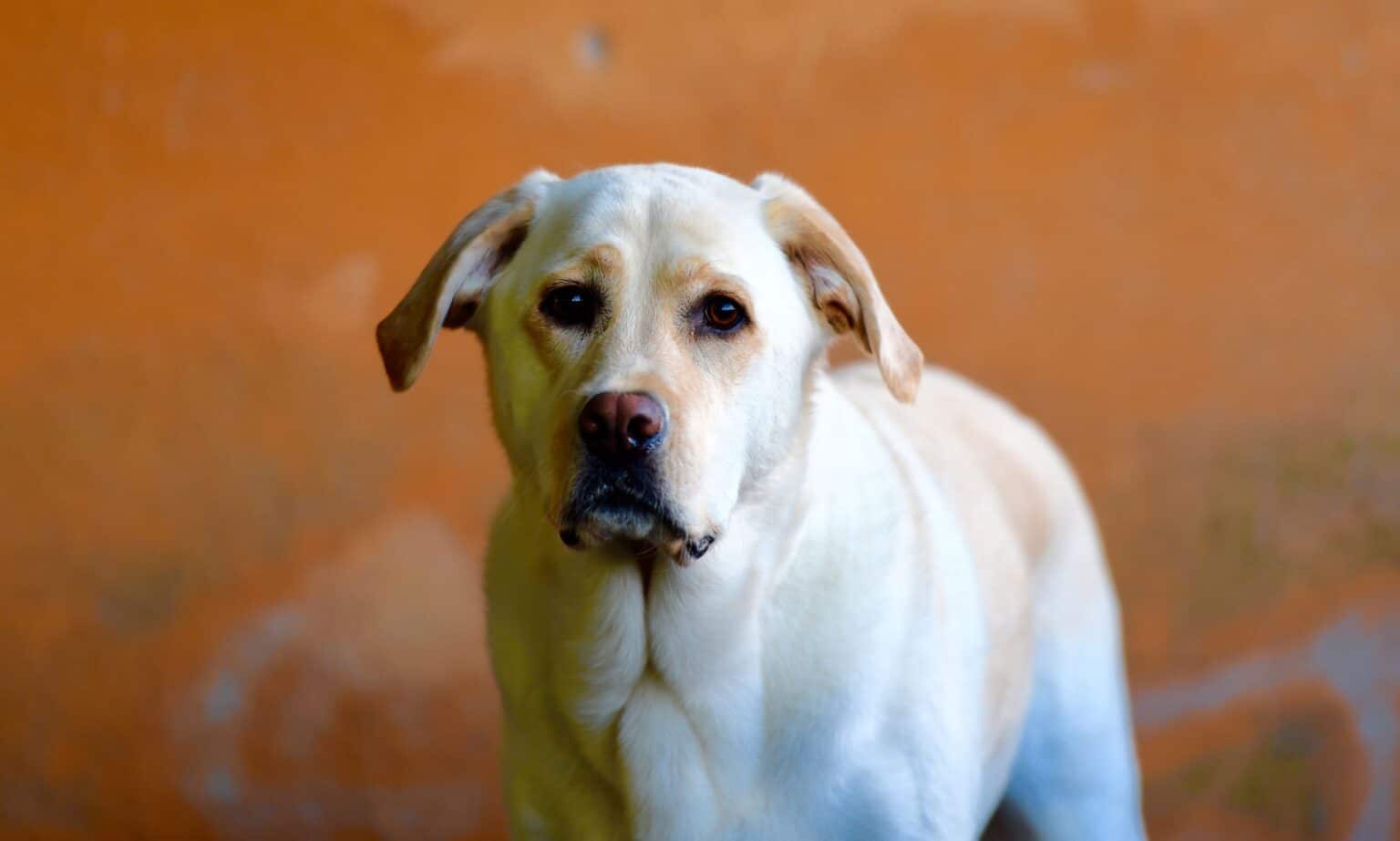 Top 5 Water Dog Breeds – The Dogington Post