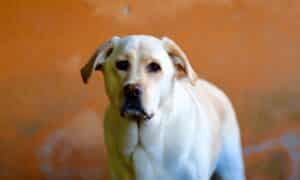 Top 5 Water Dog Breeds - The Dogington Post
