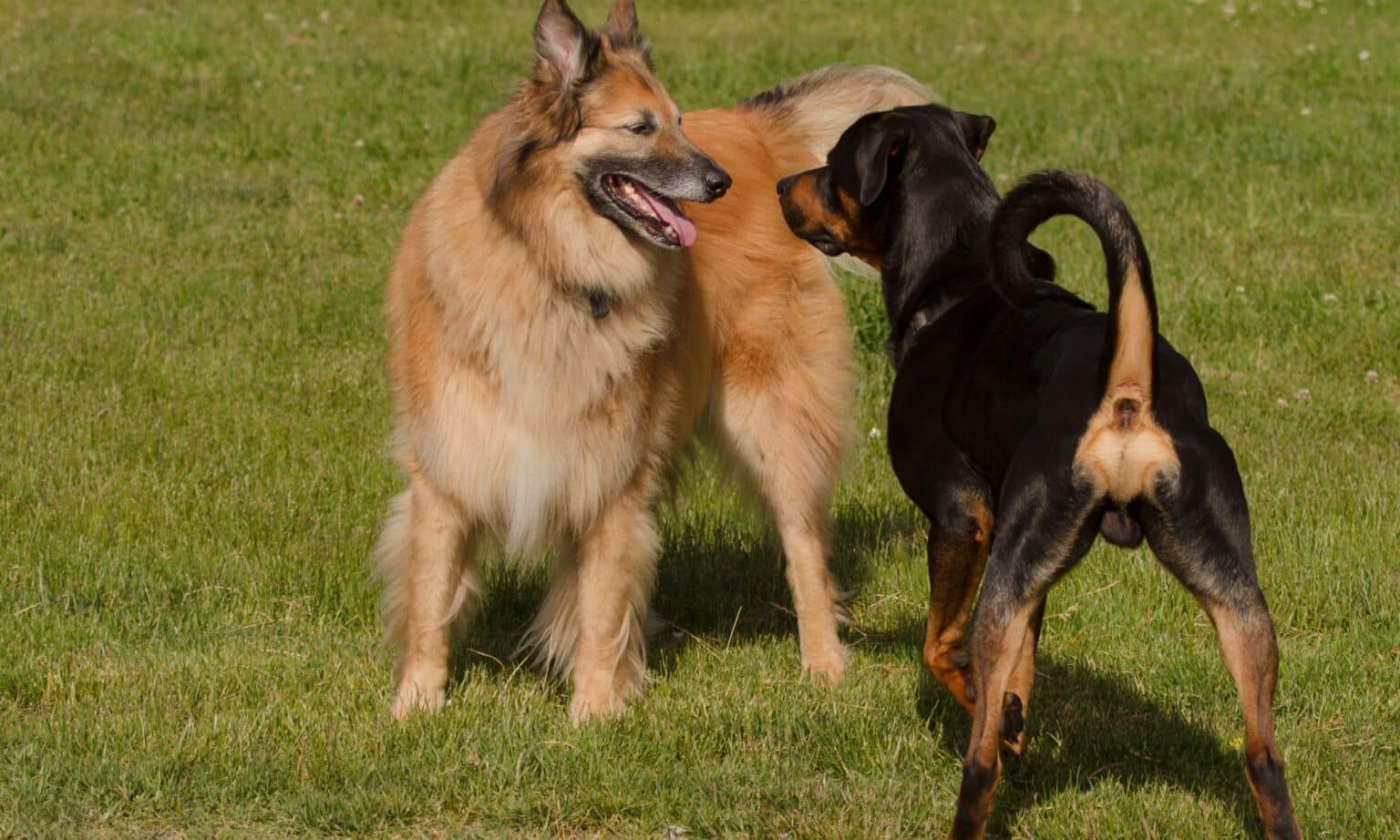 Do Dogs Communicate With One Another? – The Dogington Post