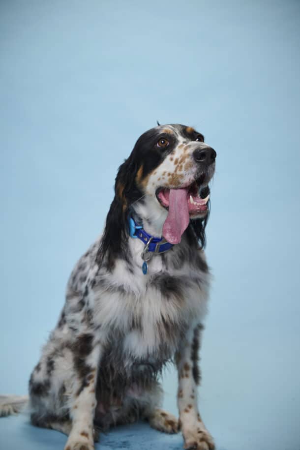 English Setter Earns Dog With The Longest Tongue World Record – The ...