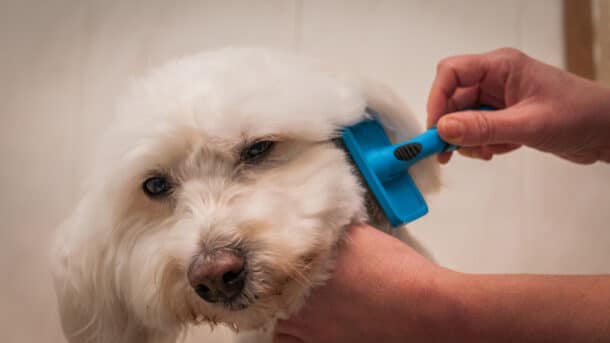 How To Groom A Bichon Frise At Home With 14 Simple Steps – The ...