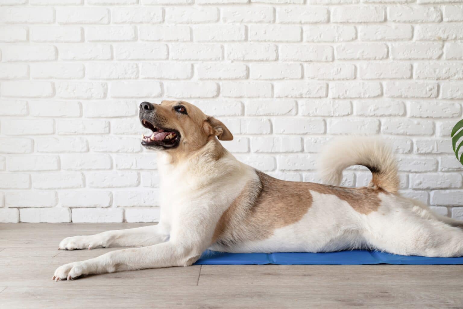 Doga 101: A Beginner’s Guide To Dog Yoga – The Dogington Post