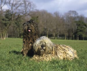 Dogs With Dreadlocks: What Are Corded Dog Breeds? – The Dogington Post