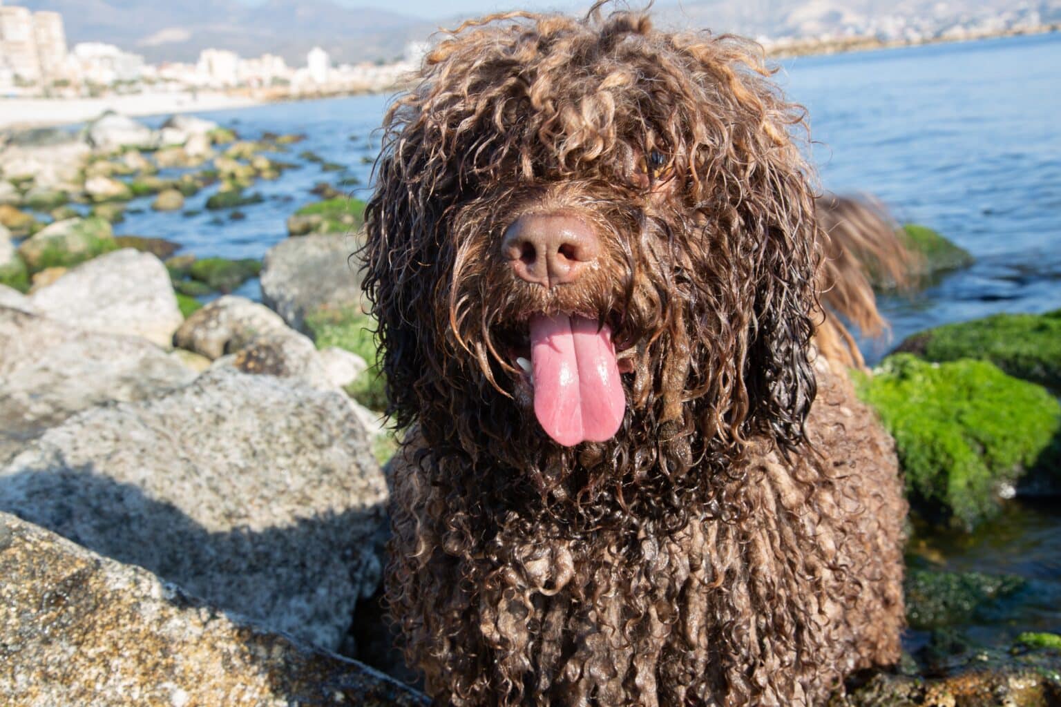 Dogs With Dreadlocks: What Are Corded Dog Breeds? – The Dogington Post