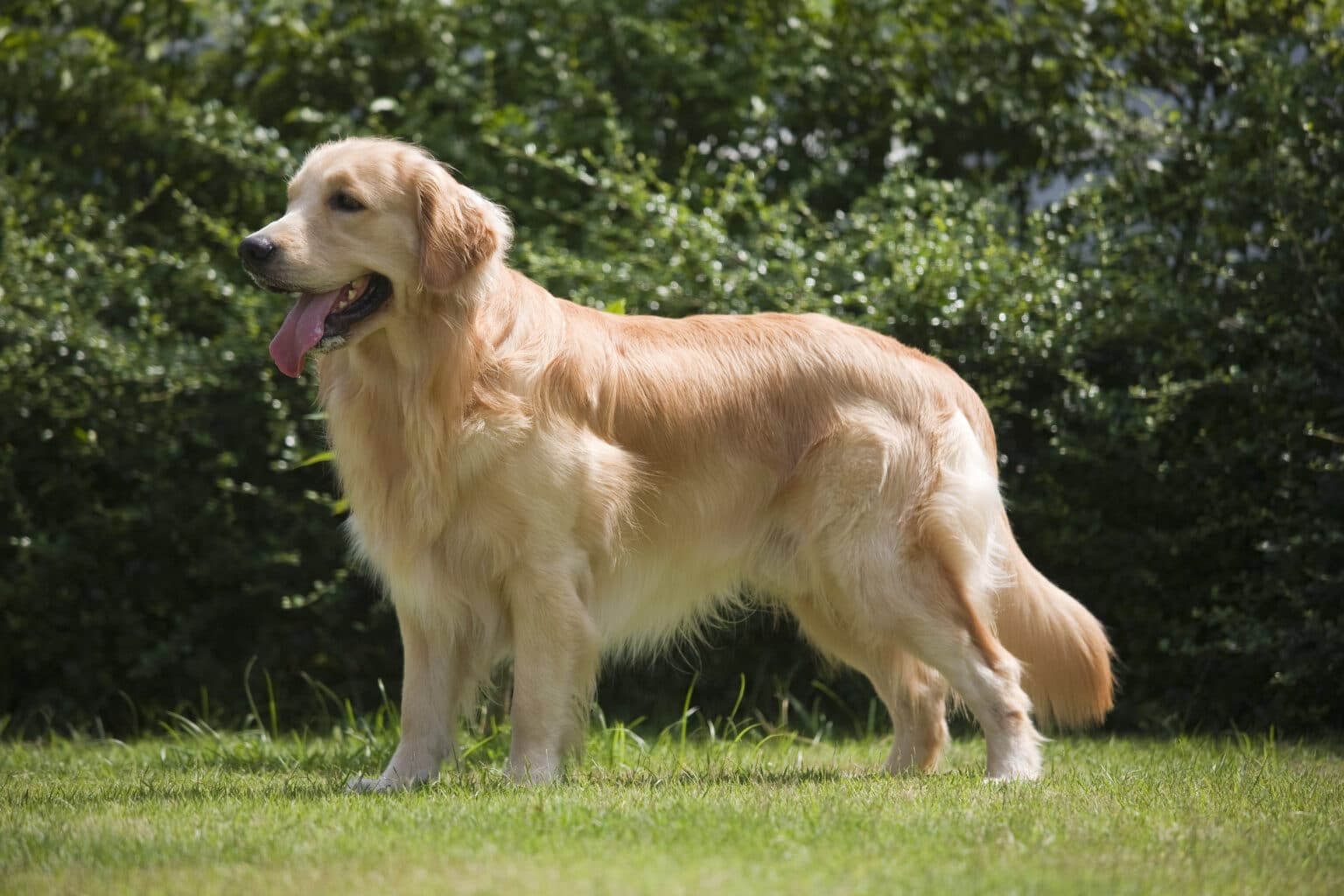 A Guide To Dog Coat Types And How To Care For Them – The Dogington Post