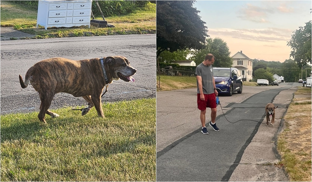 Entire Town Gives 'One Amazing Send-Off' For A Dying Dog On His Last Walk
