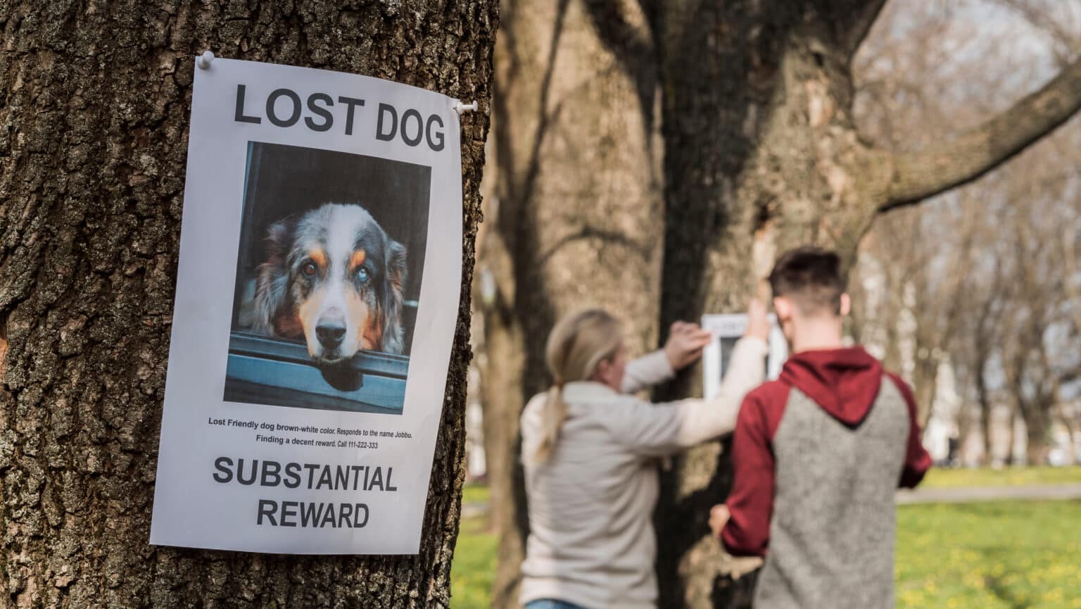 National Lost Pet Prevention Month: 6 Ways To Prevent Lost Pets – The ...
