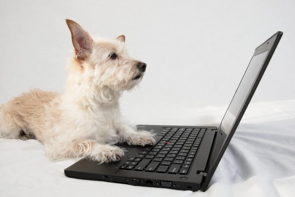 Weekly Roundup: Funny Dog Posts From Last Week (Jul 17)