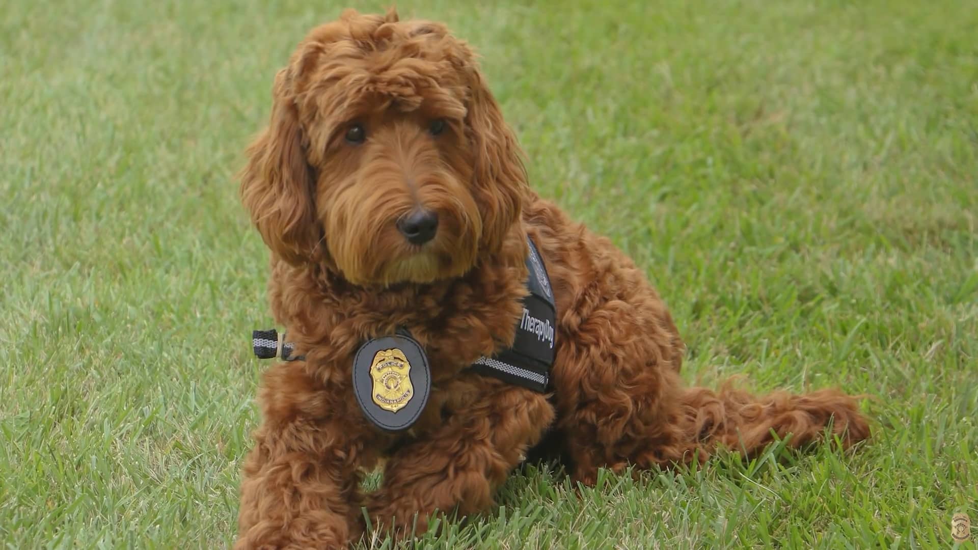 Indianapolis Police Welcomes Their New Therapy Dog, Officer Gus