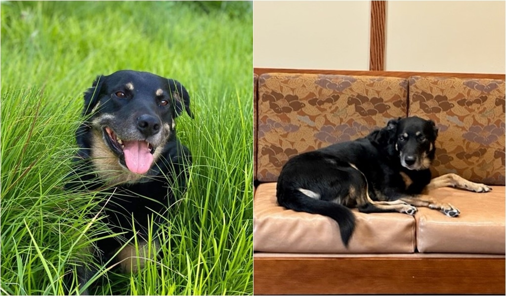 Dog Who Repeatedly Sneaks Out Of Shelter To Visit Nursing Home Gets ...