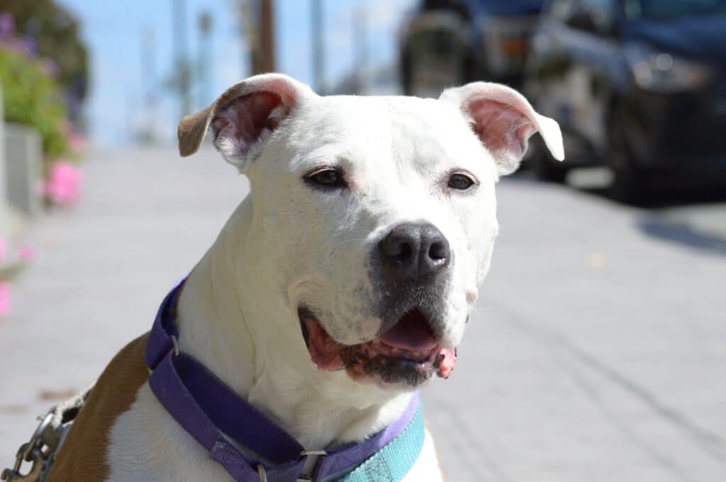 Cole The Deaf Dog Named ASCPA's Dog Of The Year
