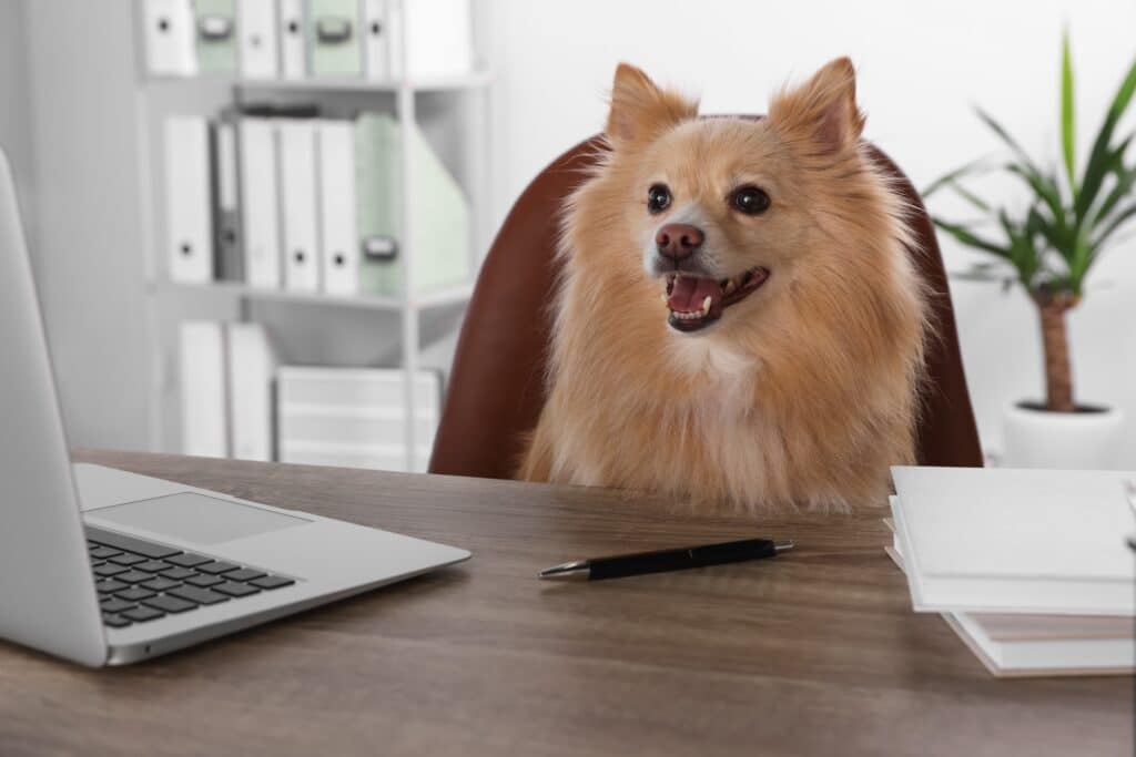 Weekly Roundup: Funny Dog Posts From Last Week (Nov 06)