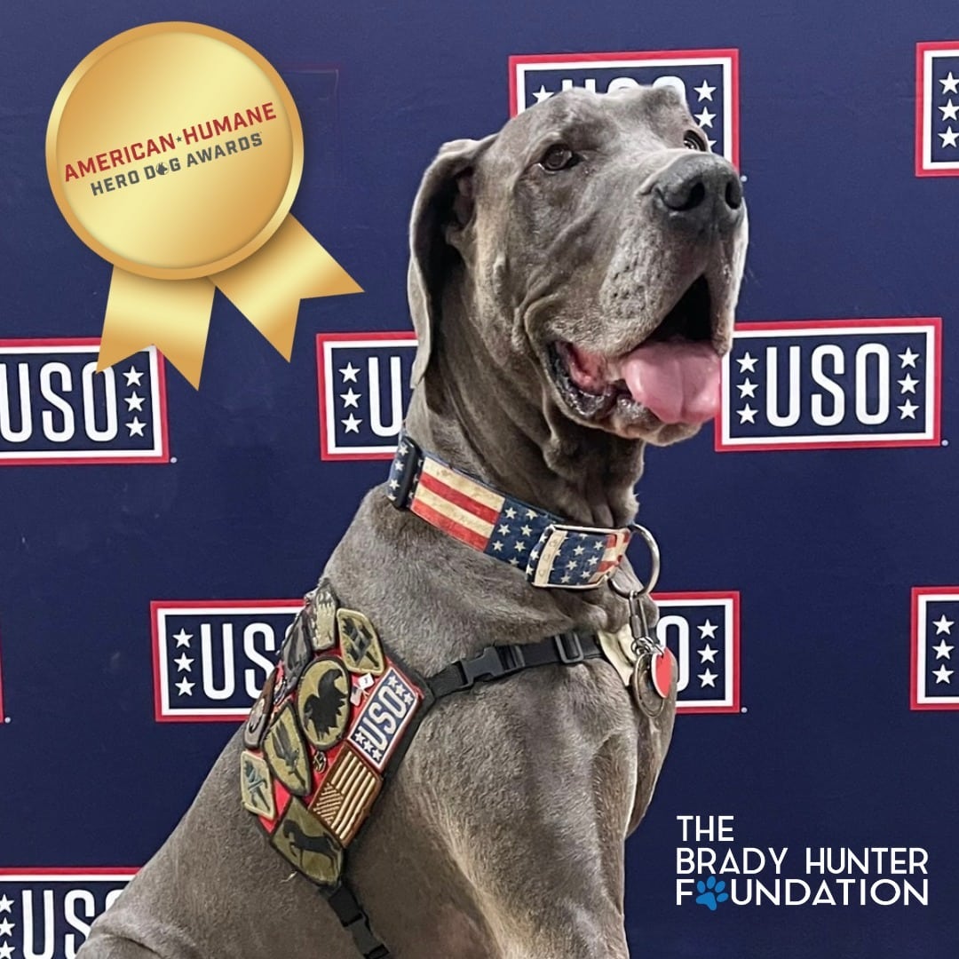 150-Pound Great Dane Wins The 2023 American Humane Hero Dog Awards