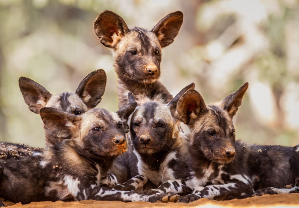 Oklahoma City Zoo Announces The Birth Of 6 Endangered African Painted ...