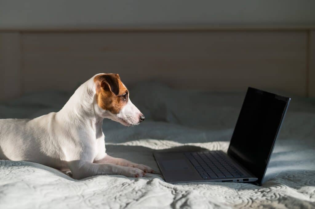 Weekly Roundup: Funny Dog Posts From Last Week (Dec 26)