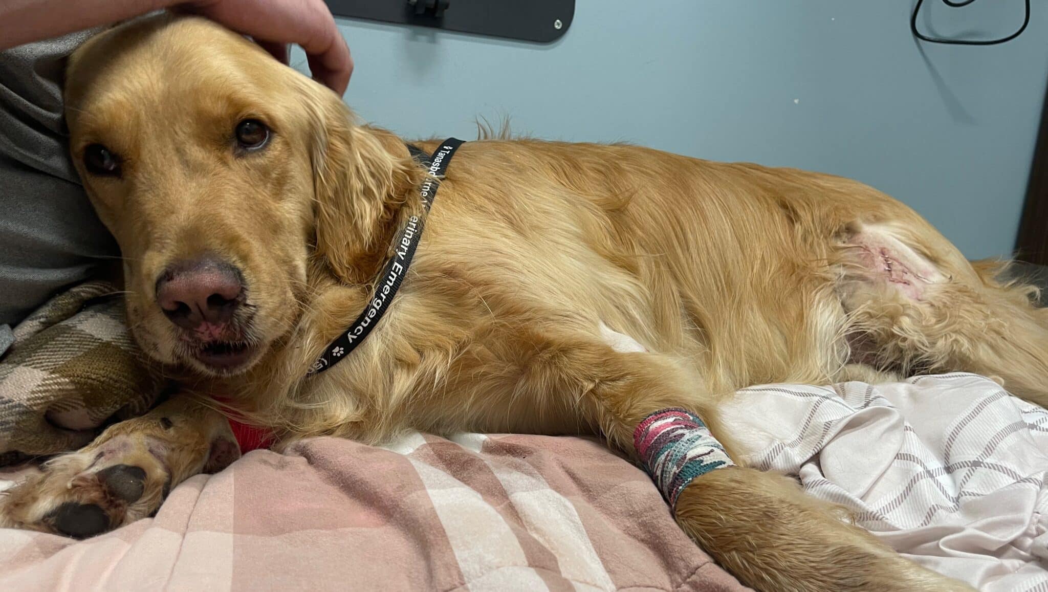 US Coast Guard Rescues Golden Retriever After It Falls Off A 300-foot ...