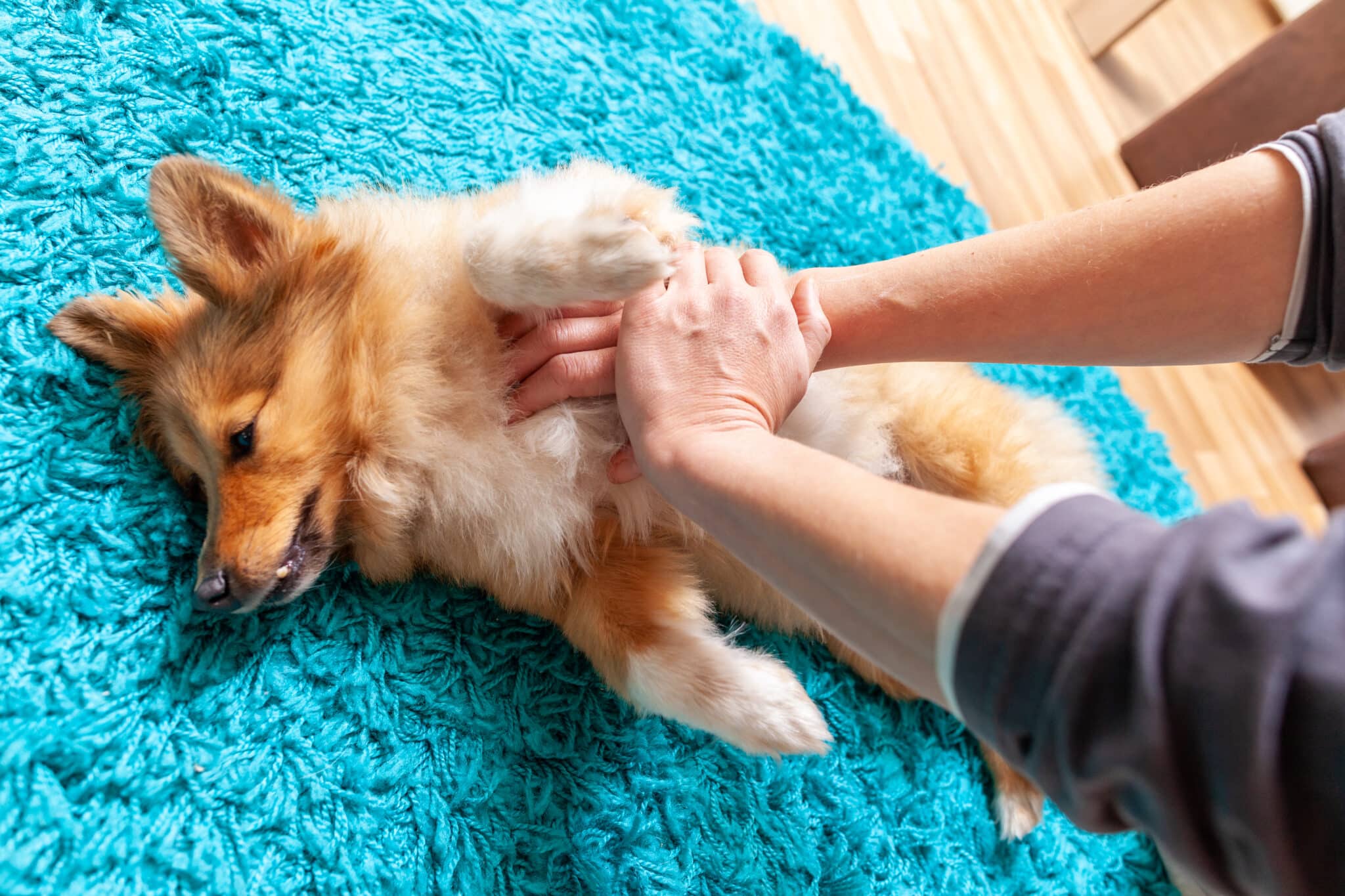 Dog First Aid 101: Supplies And Procedures That Could Save Your Dog’s ...