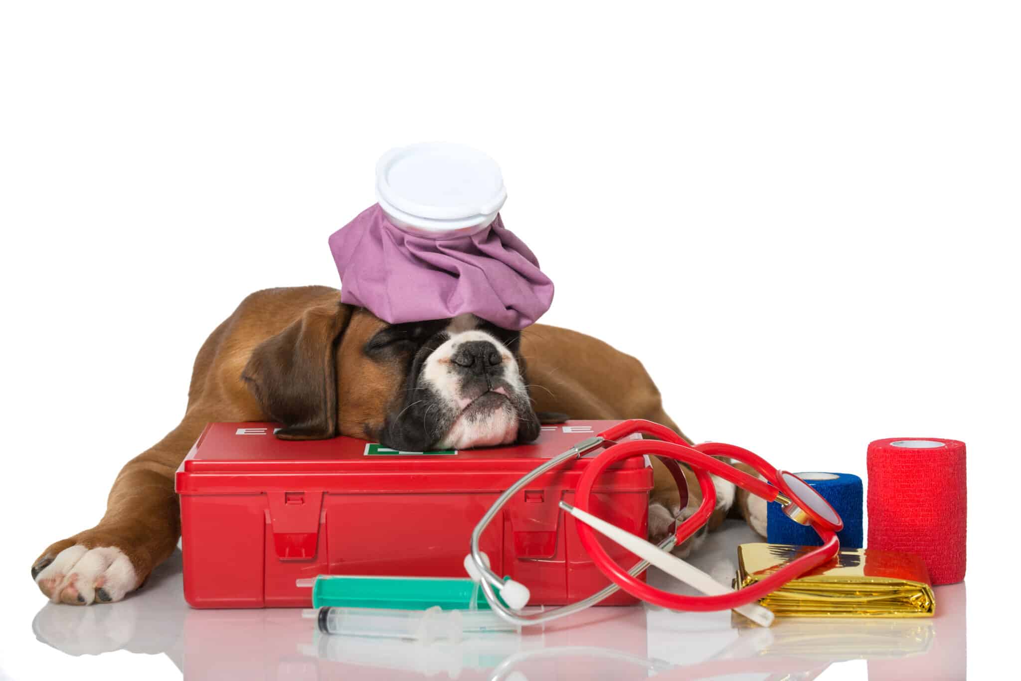 Dog First Aid 101: Supplies And Procedures That Could Save Your Dog’s ...