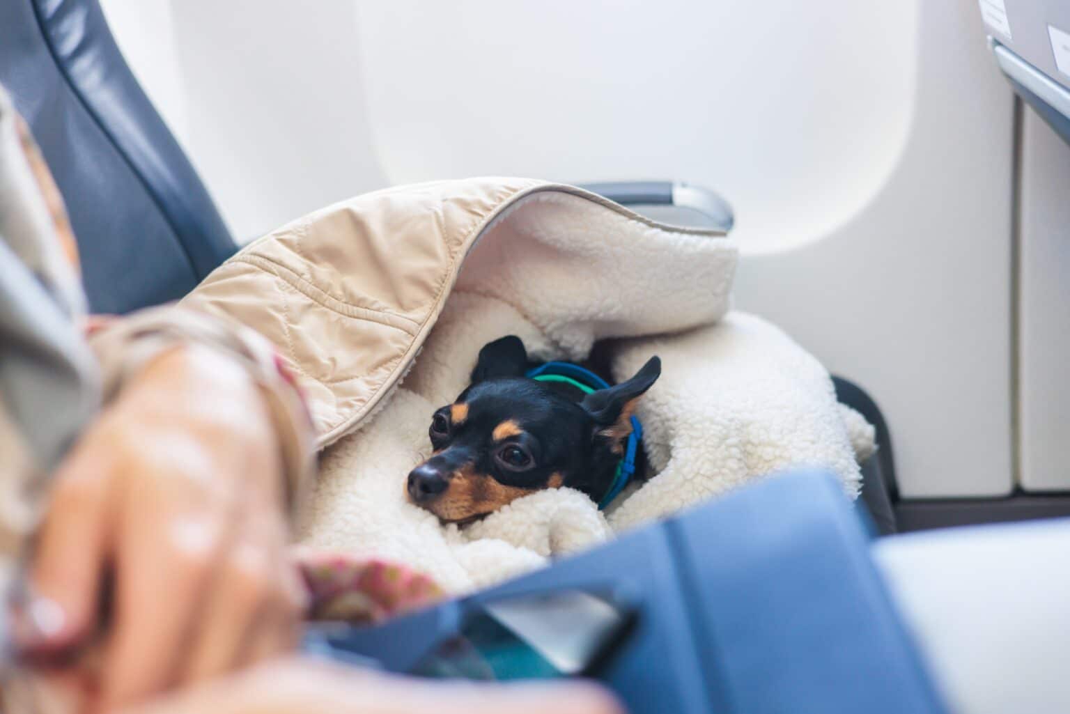 Dog Brand BARK Announces The Launch Of A New Airline Designed For Dogs