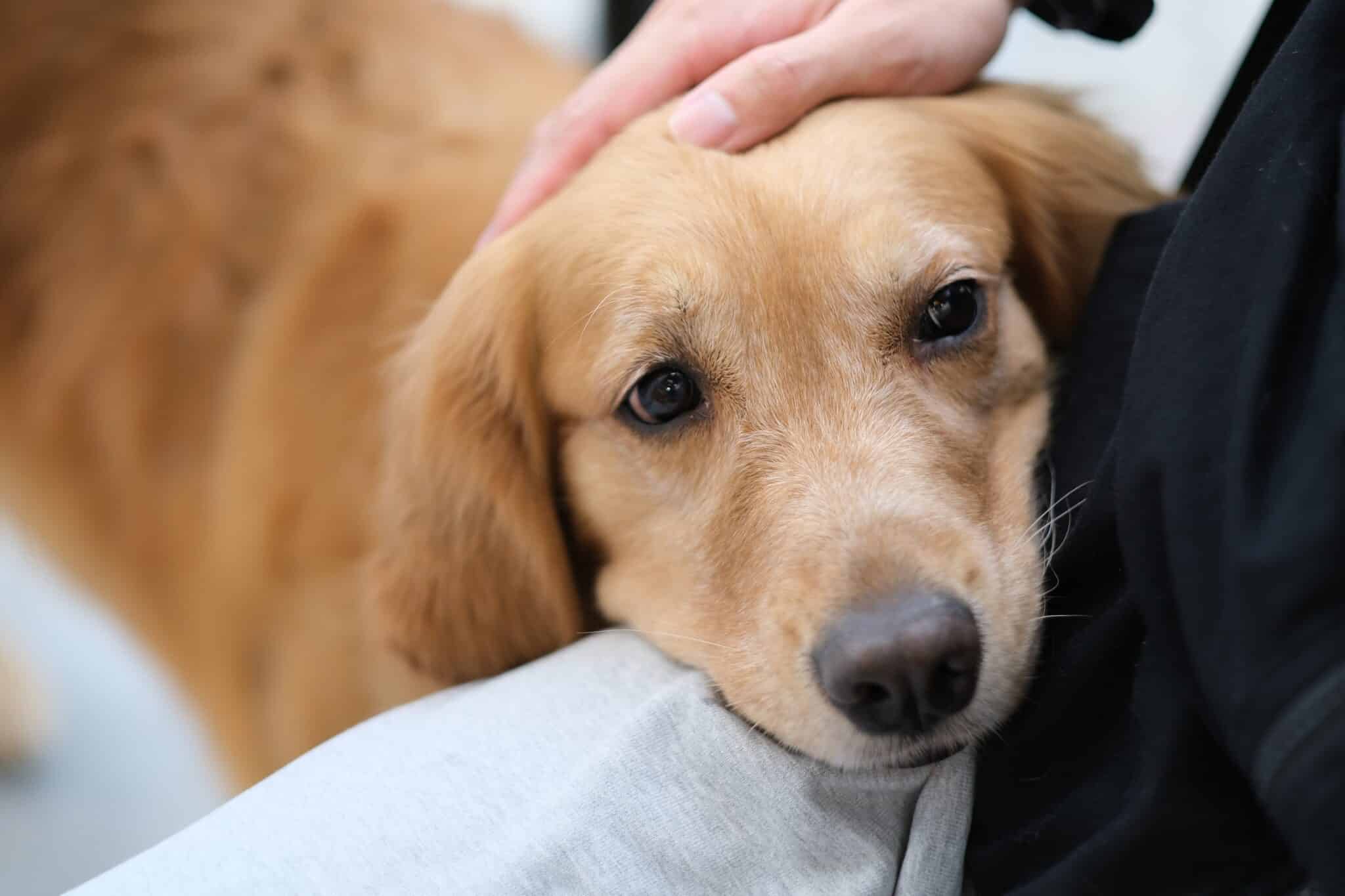 Pilot Study Shows Dogs Can Smell Trauma In Human Breath – The Dogington ...