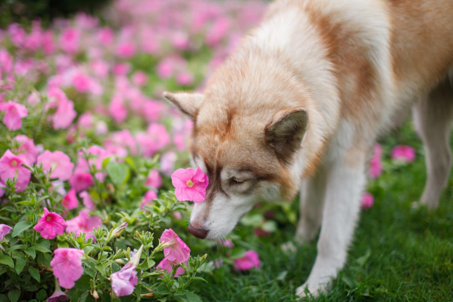 7 Safe And Dog-friendly Snail Bait Alternatives – The Dogington Post
