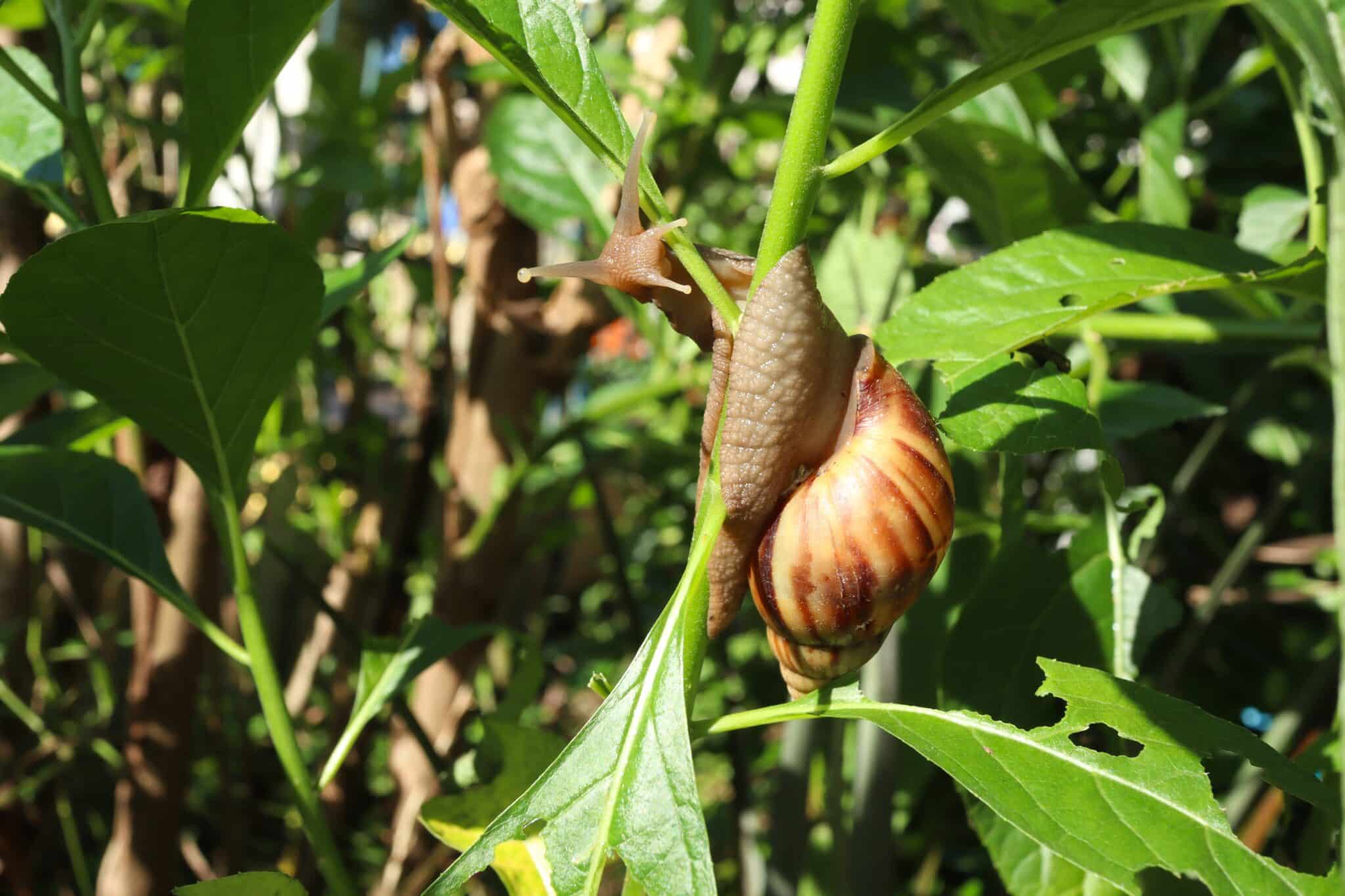 7 Safe And Dog-friendly Snail Bait Alternatives – The Dogington Post