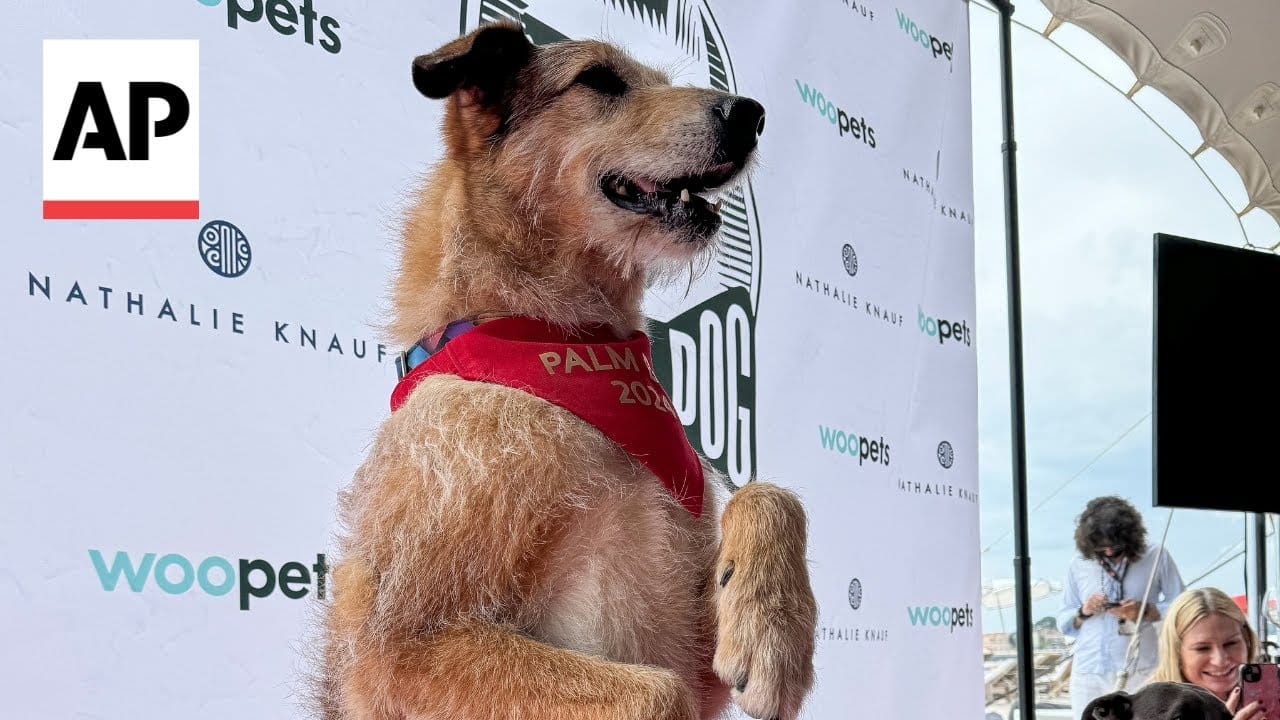 Kodi From The Movie 'Dog On Trial' Wins The Palm Dog Award At The 77th ...