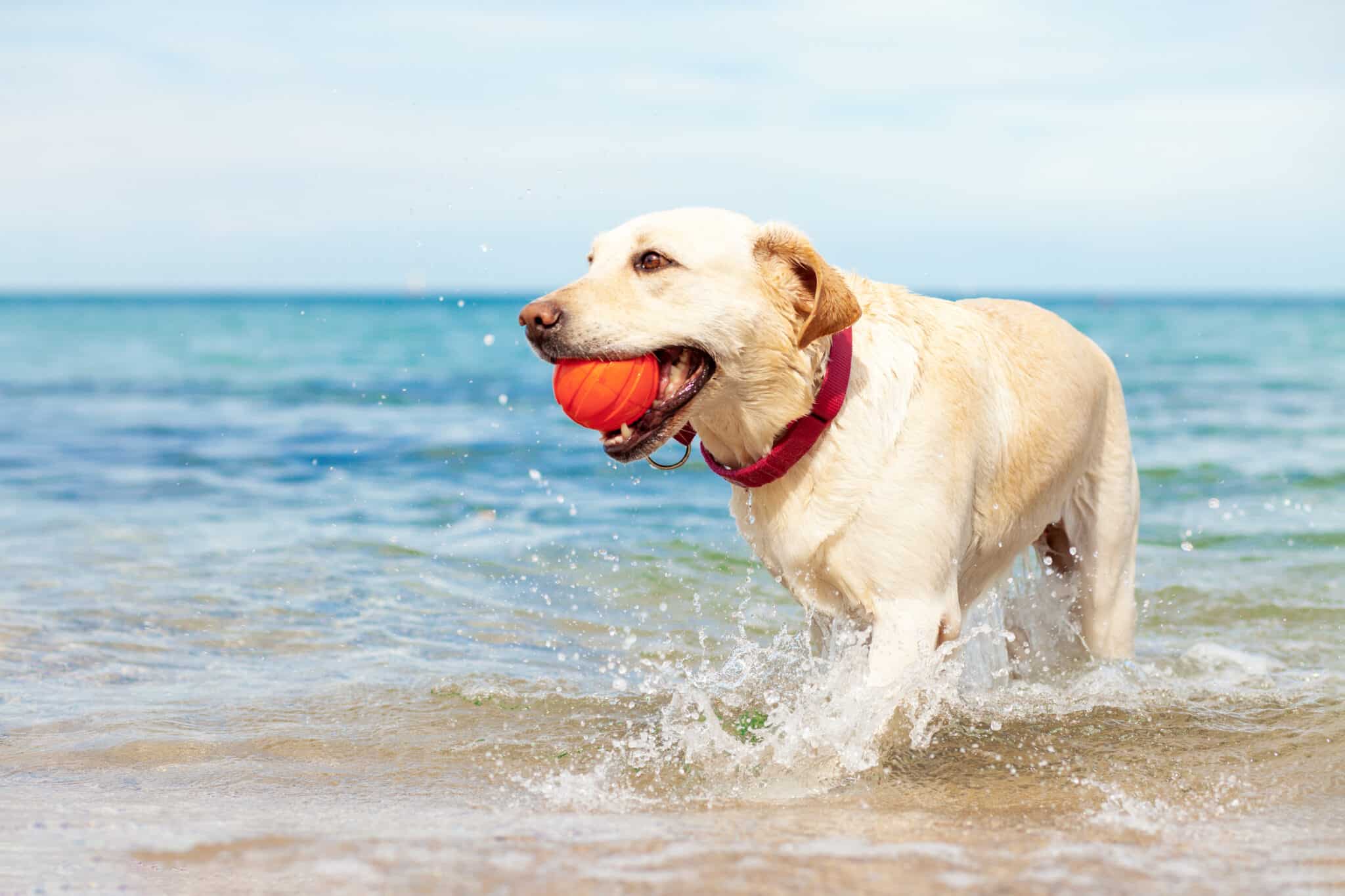 Dogs And Summer Fun: A Guide To Safely Introduce Your Dog To Water ...