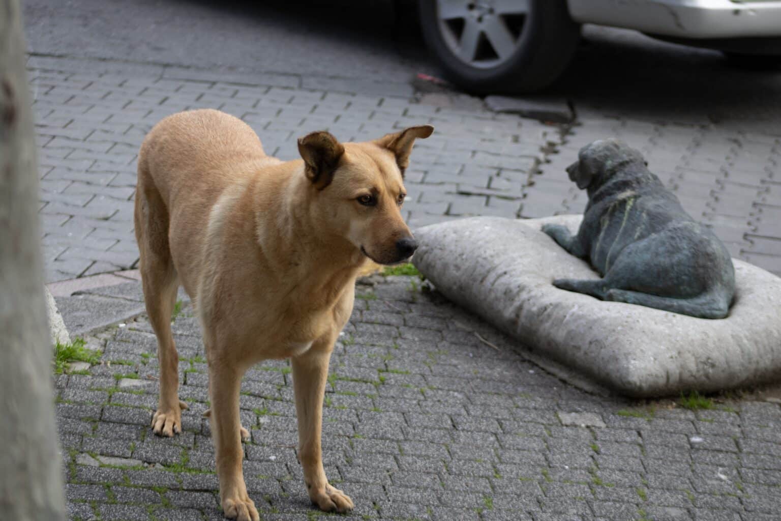 Turkey Approves Controversial “Massacre Law” To Resolve Stray Dog ...