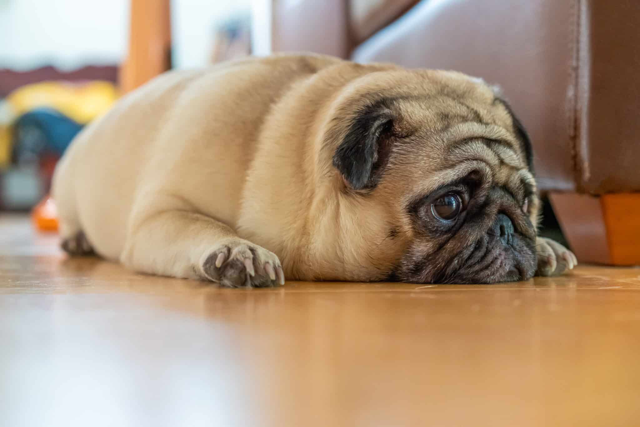 Flat-Faced Dog Breeds 101: A Closer Look At Their Health Issues – The ...