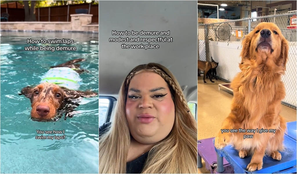 Dogs Take On The Newest TikTok Trend, "Very Demure, Very Mindful"