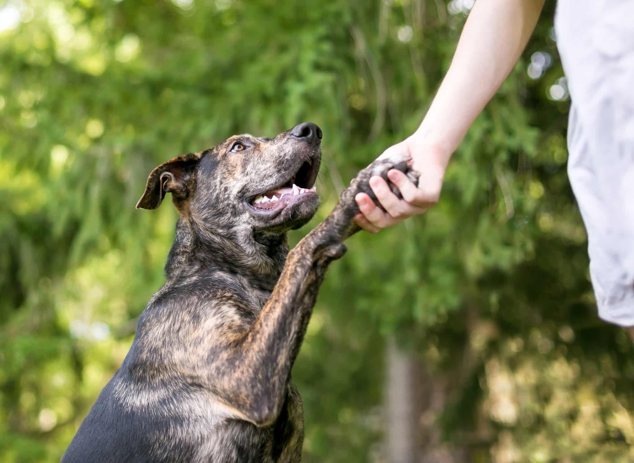 The Art Of Dog Apology: How Our Pooches Say Sorry – The Dogington Post