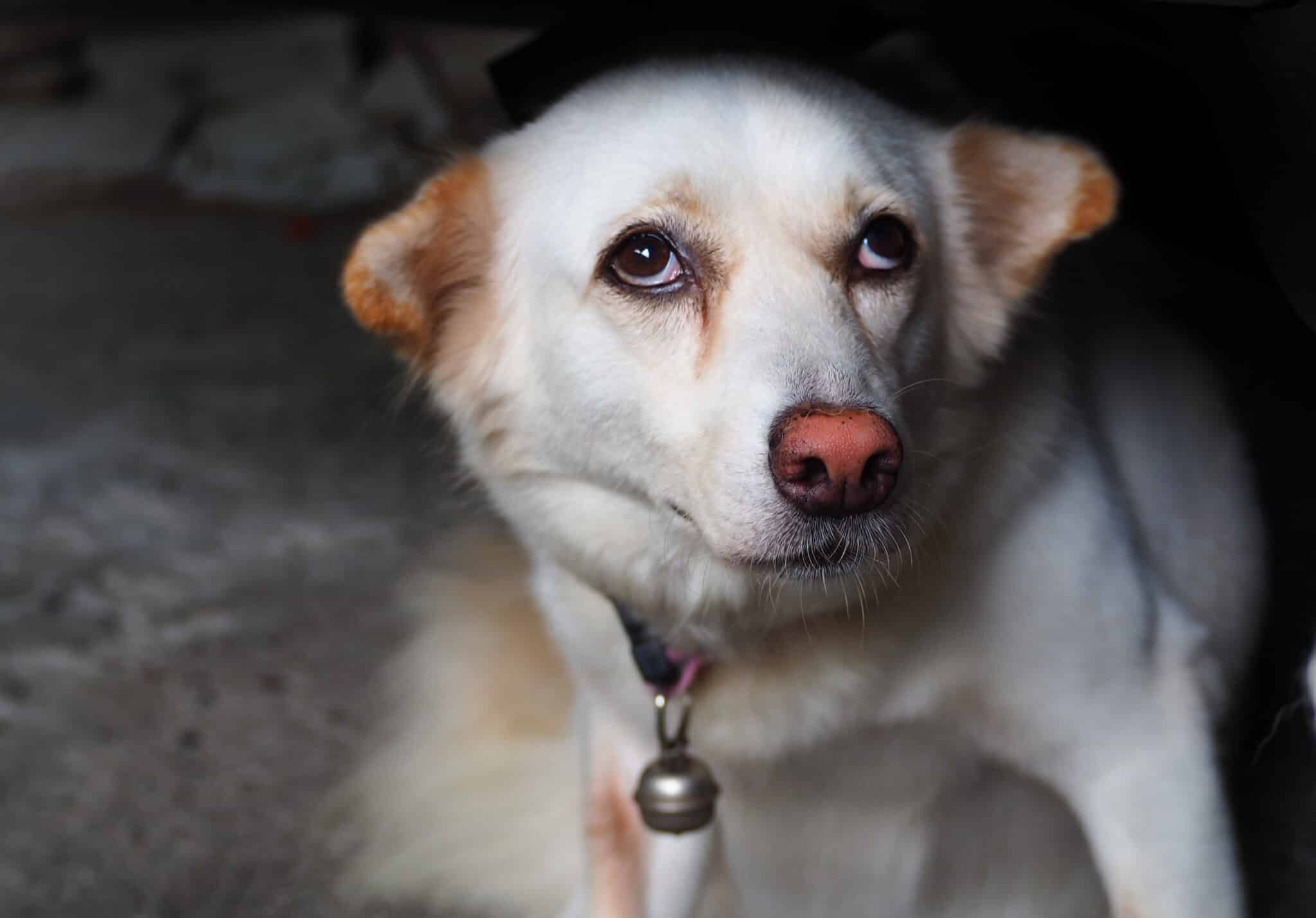 The Art Of Dog Apology: How Our Pooches Say Sorry – The Dogington Post