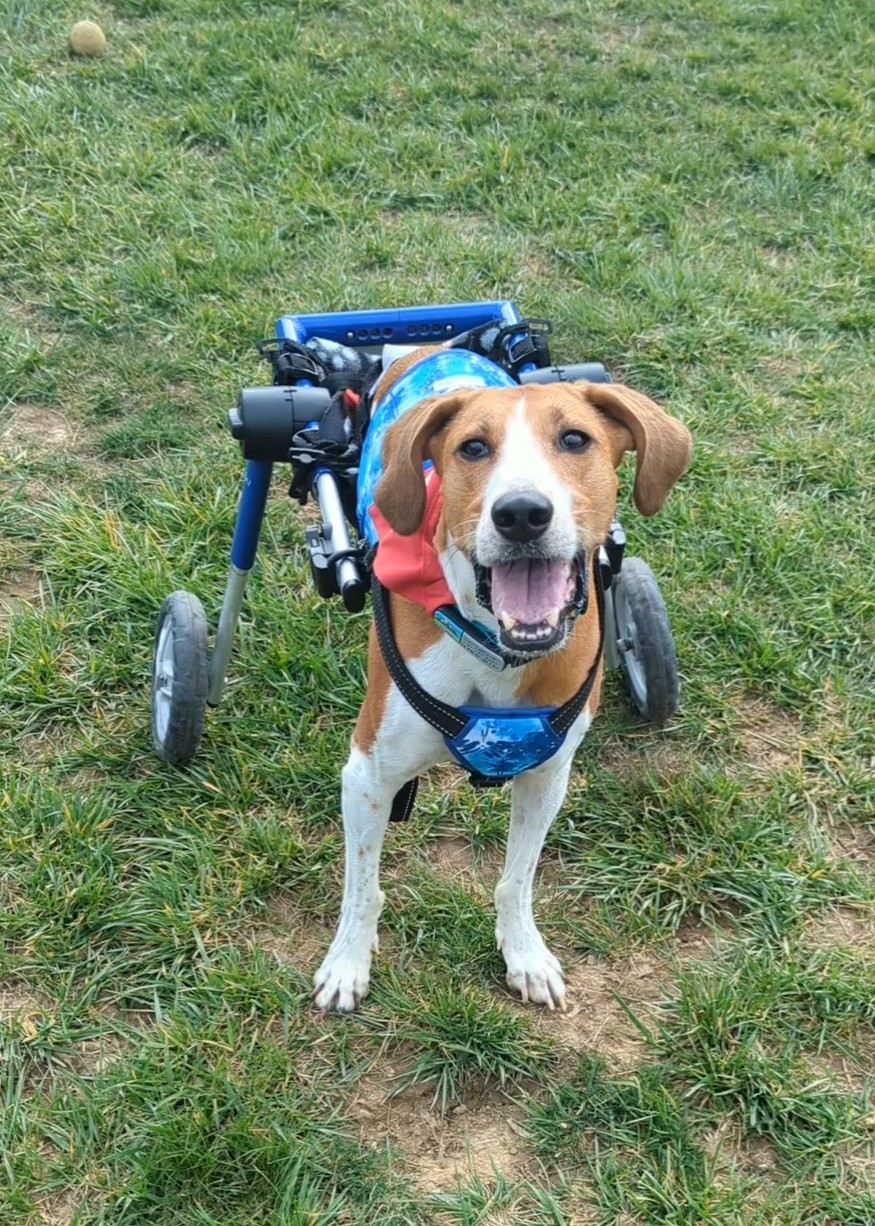 The 2024 American Humane Hero Dog Award Nominees Are Out! – The ...
