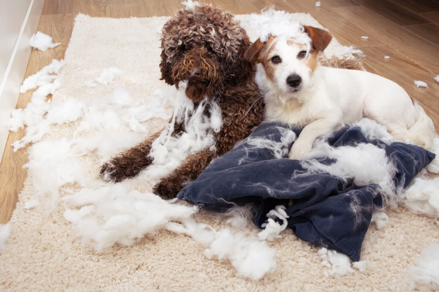 The Art Of Dog Apology: How Our Pooches Say Sorry – The Dogington Post