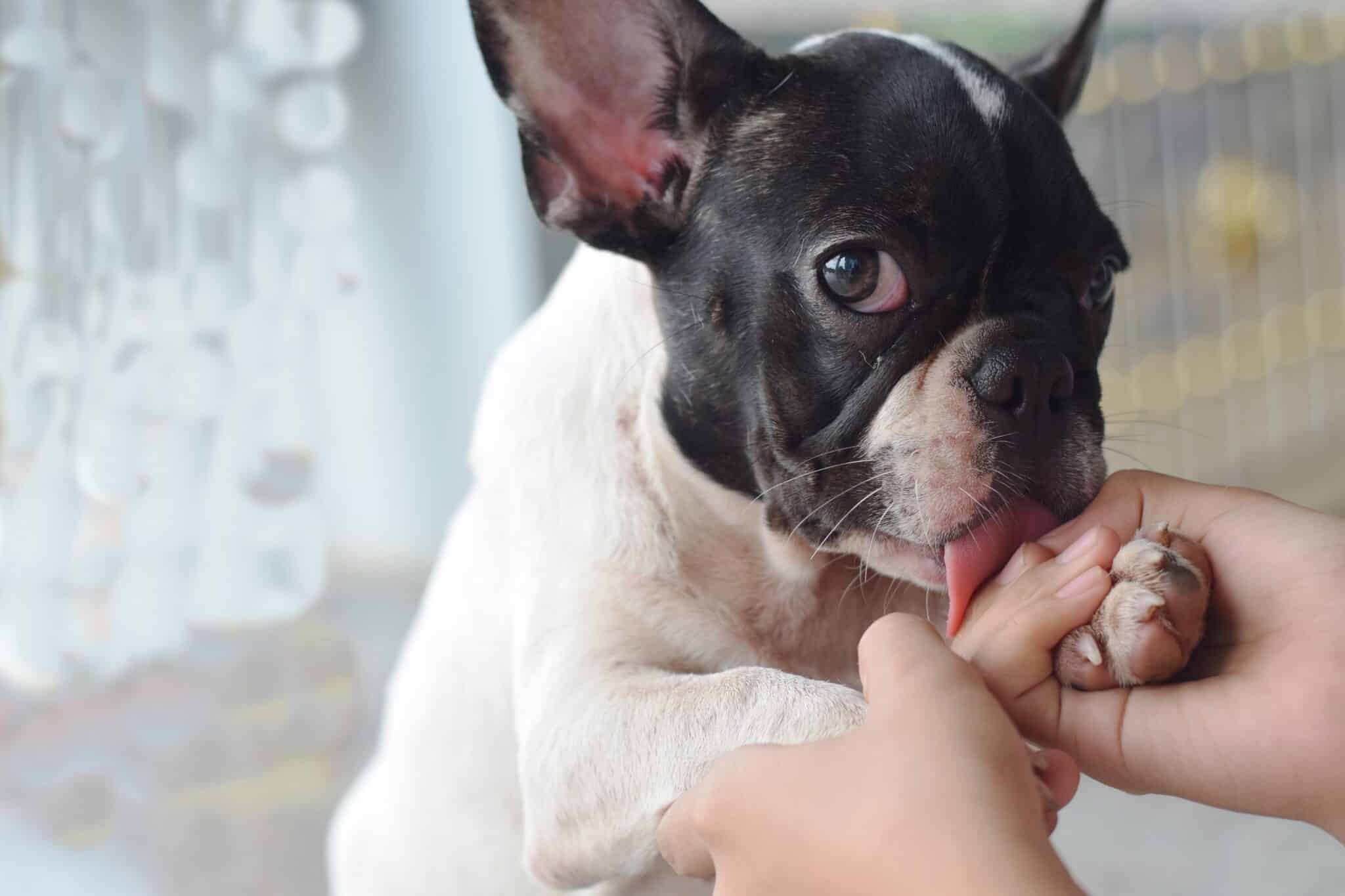 The Art Of Dog Apology: How Our Pooches Say Sorry – The Dogington Post