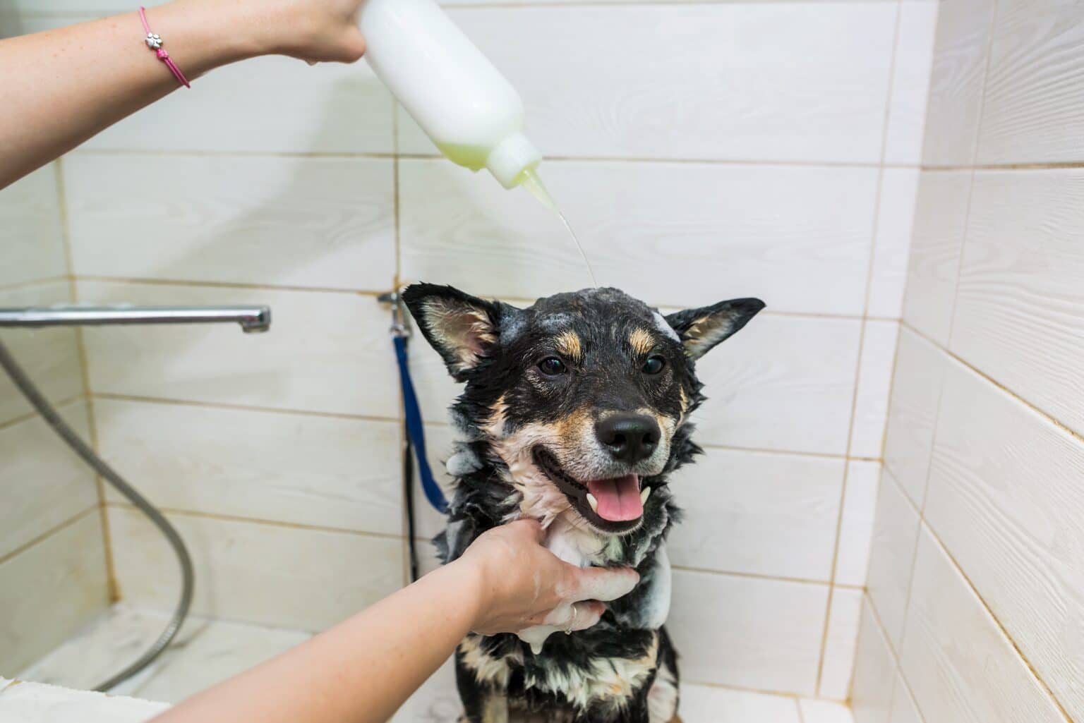 New Year, Greener Pet: 7 Ways To Make An Eco-Friendly Dog Routine In ...
