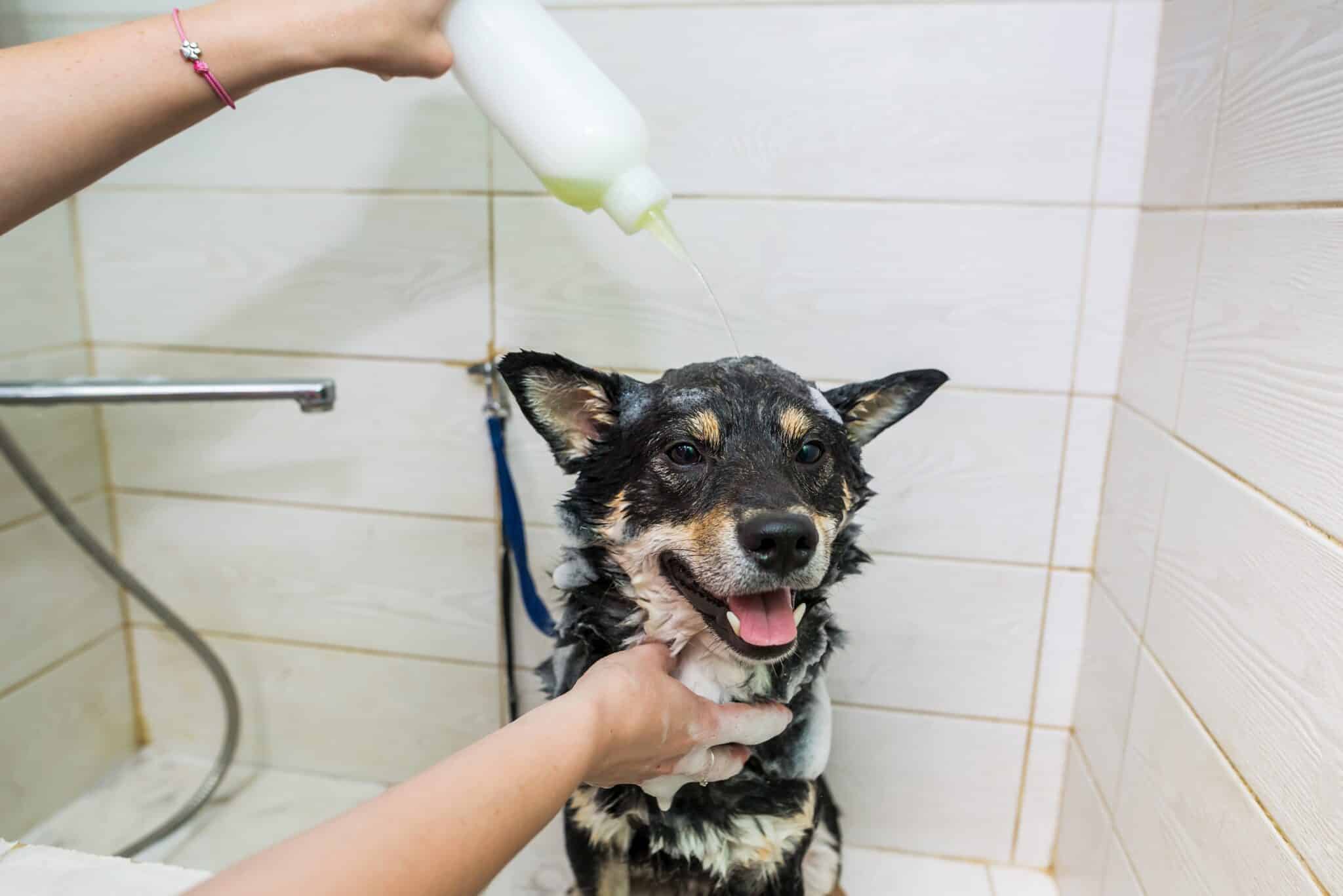 New Year, Greener Pet: 7 Ways To Make An Eco-Friendly Dog Routine In ...