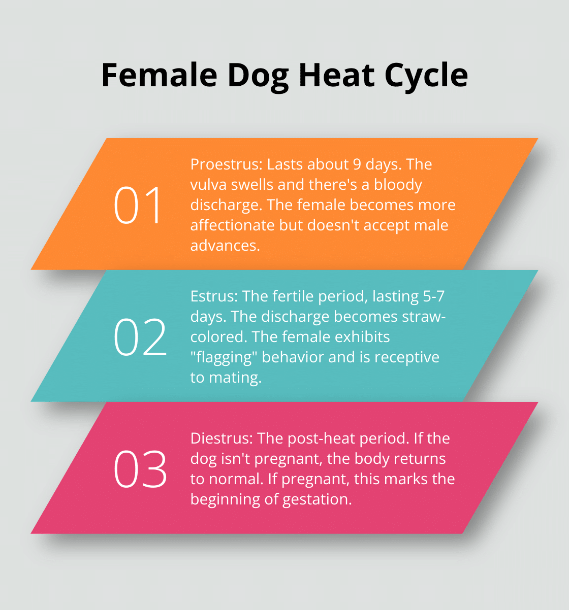 How to Breed Dogs: Essential Tips for Success – The Dogington Post