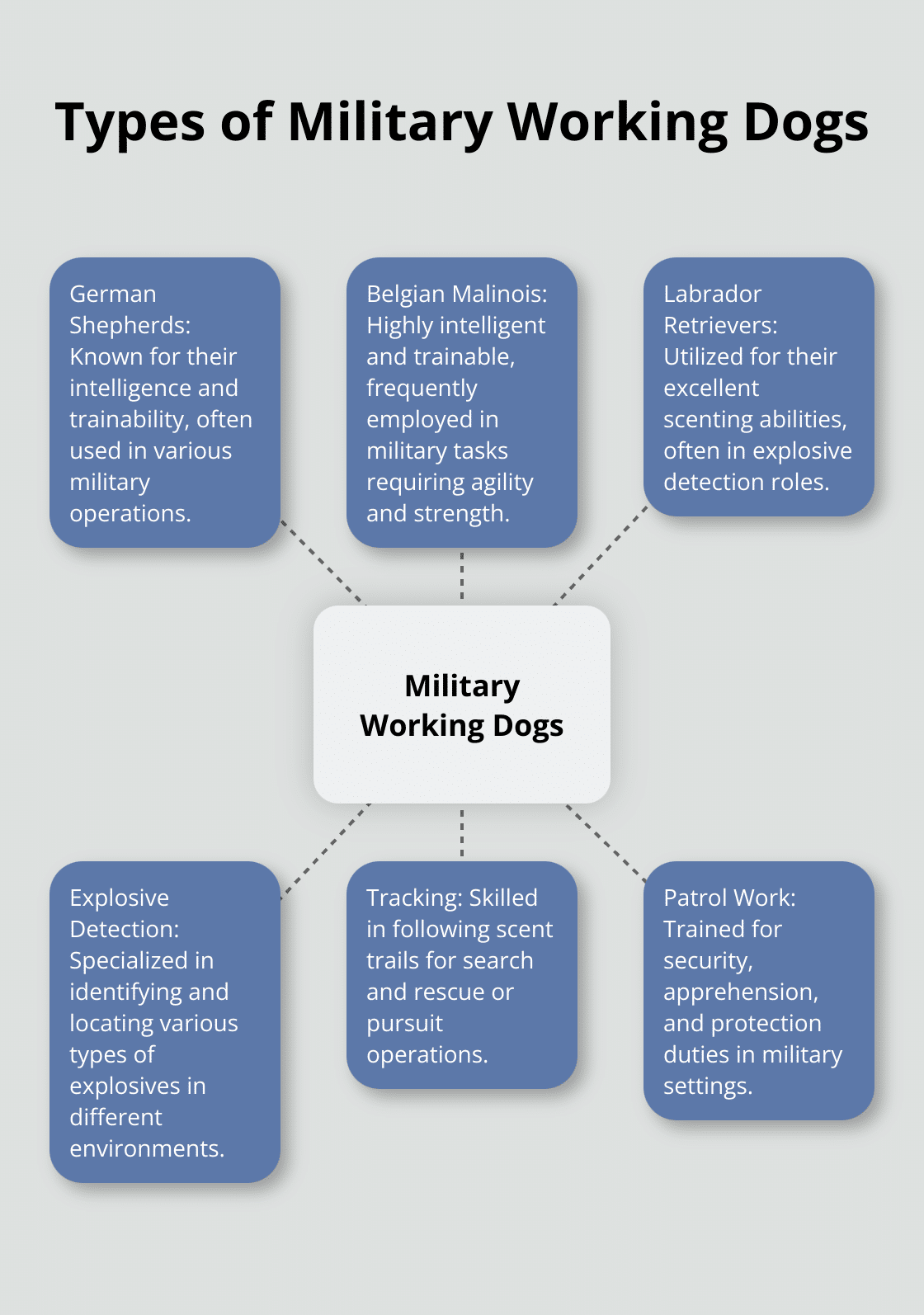 How to Adopt Military Dogs: A Complete Guide – The Dogington Post