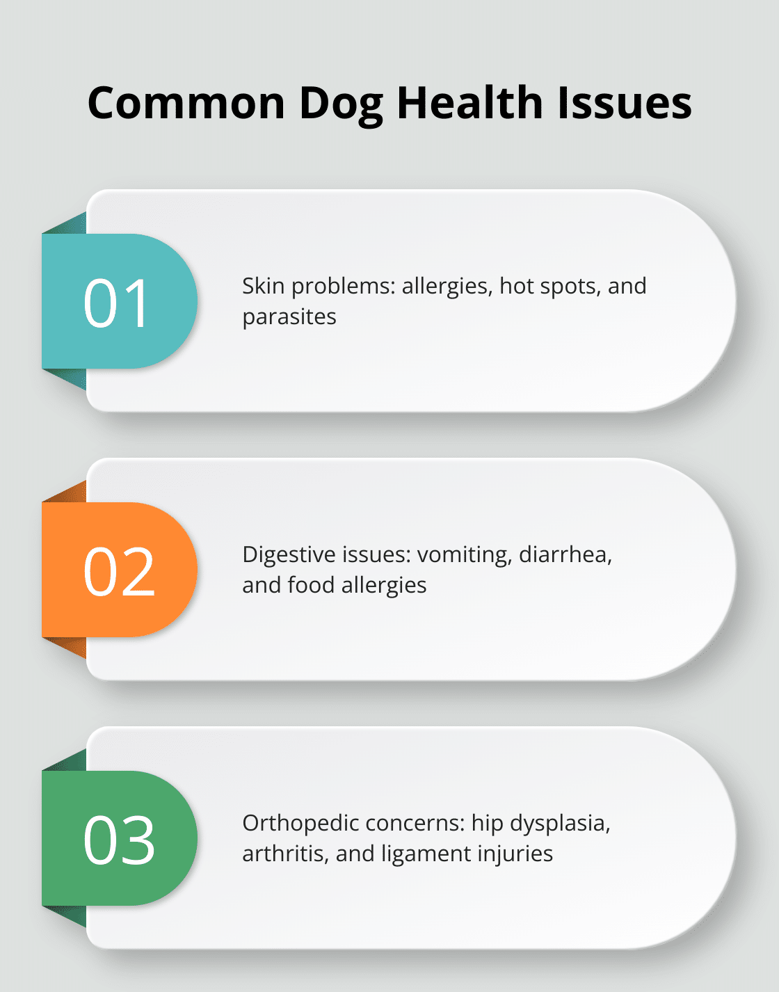 Common Dog Health Issues: What Every Owner Should Know – The Dogington Post