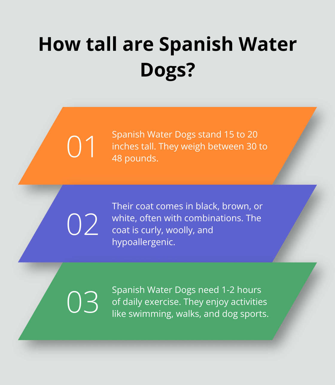How to Adopt a Spanish Water Dog – The Dogington Post