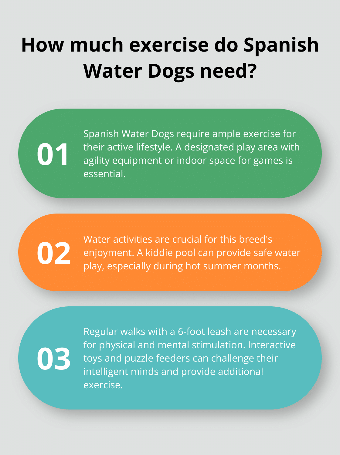 How to Adopt a Spanish Water Dog – The Dogington Post