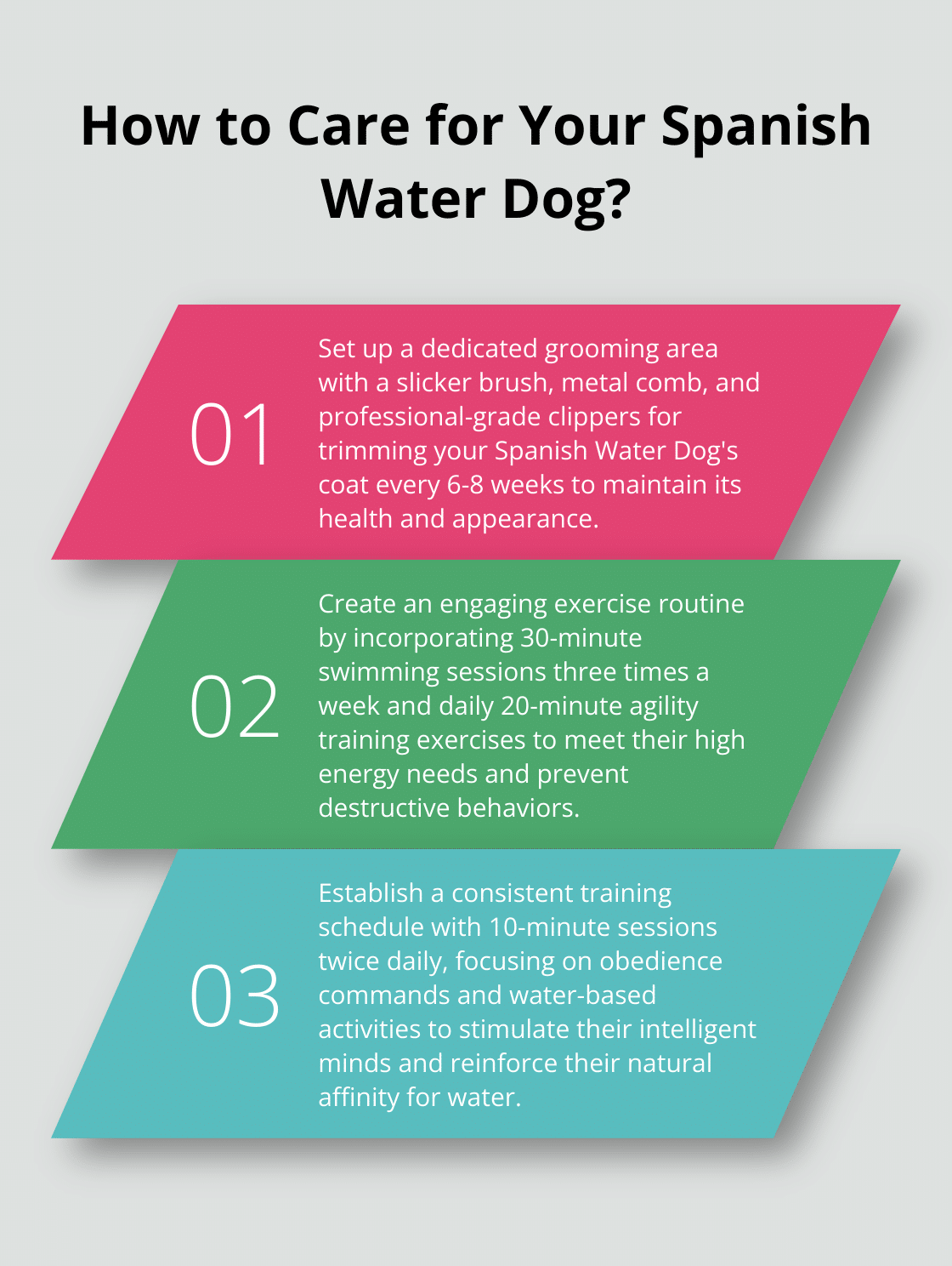 How to Adopt a Spanish Water Dog – The Dogington Post