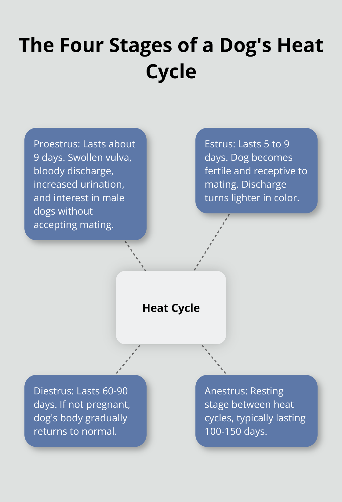 How to Care for Your Dog in Heat: Essential Tips – The Dogington Post